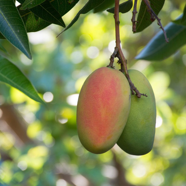 Mango - Alhassan Export